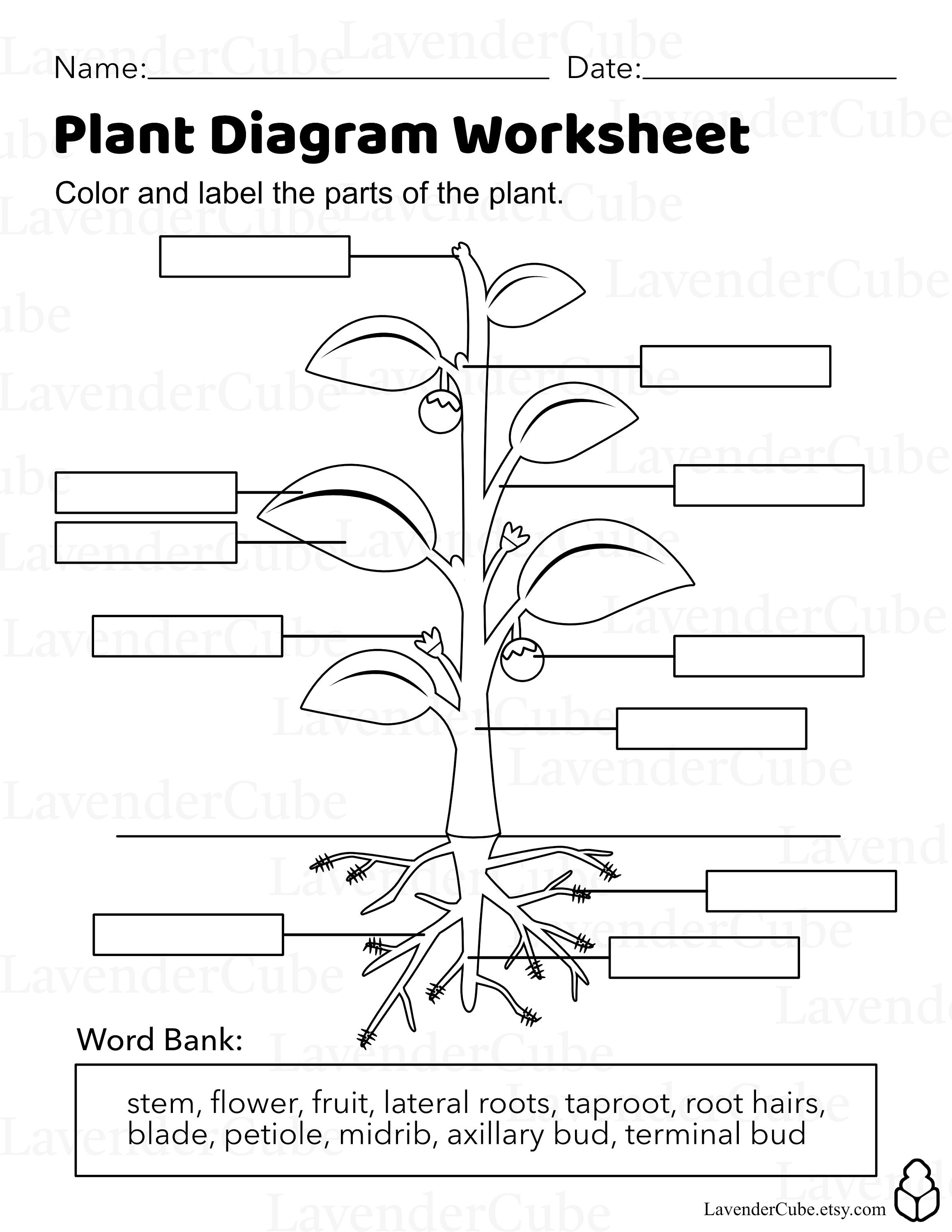 Parts of the Plant Coloring Worksheet - Plant Diagram - Homeschool ...