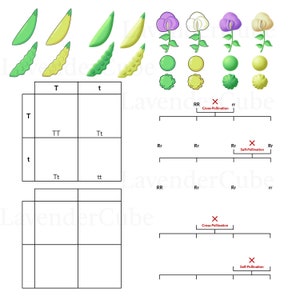 Genetics Diagrams: Mendel's Pea Plant Punnett Squares (digital Download ...