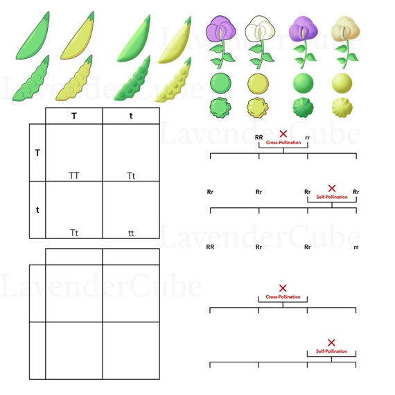 Mendel's Pea Plants Punnett Squares Worksheet