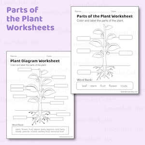 Parts of the Plant Coloring Worksheet - Plant Diagram - Homeschool ...