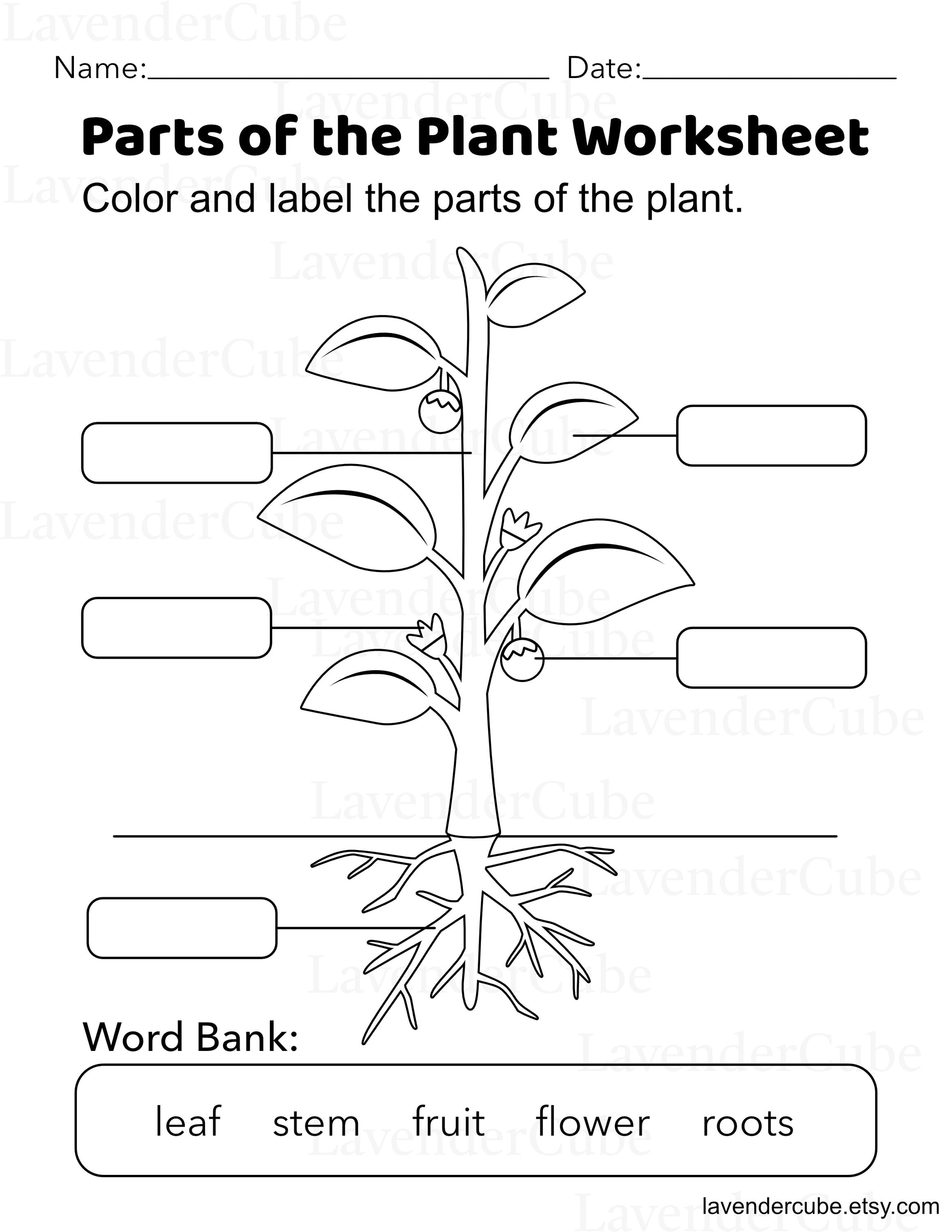 Parts of the Plant Coloring Worksheet - Plant Diagram - Homeschool ...