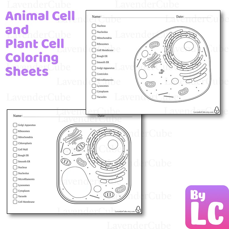 Animal and Plant Cell Coloring Worksheets Digital Download 300 DPI Png ...