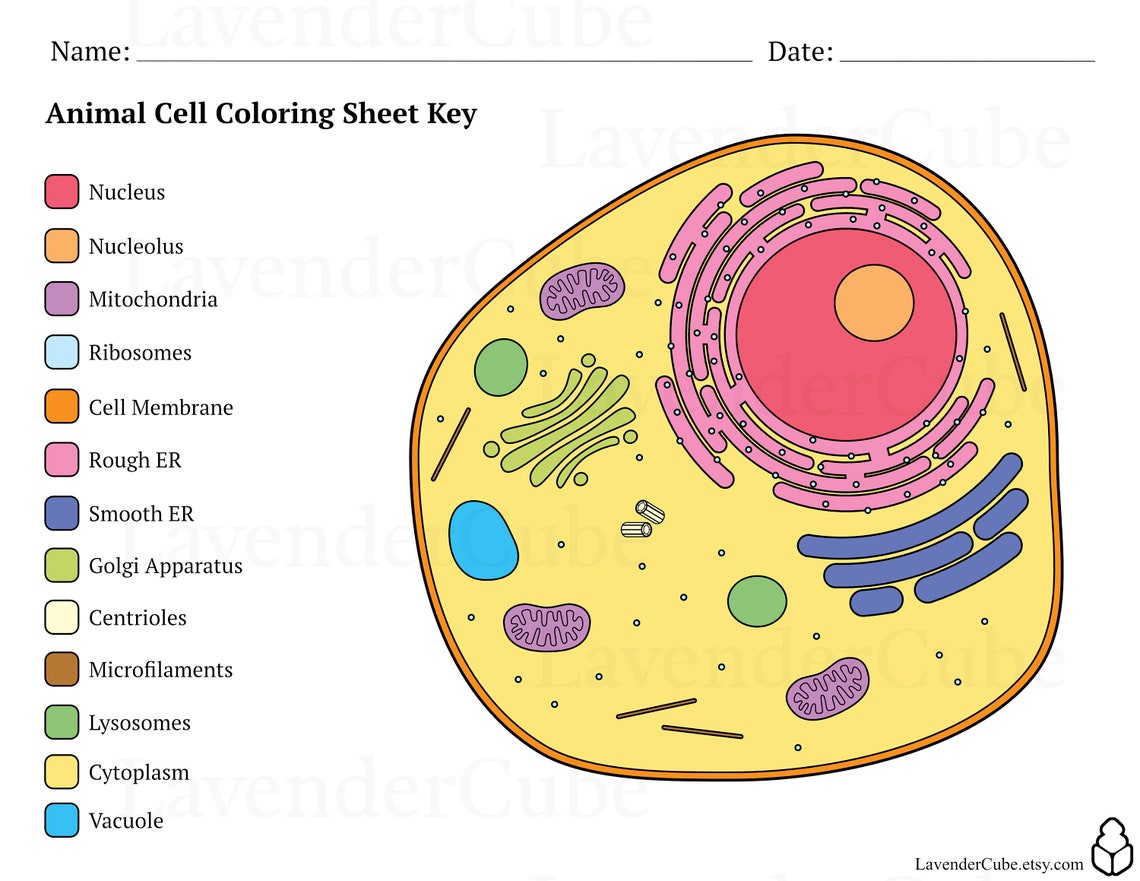 Animal and Plant Cell Coloring Worksheets - Digital Download - 300 DPI ...