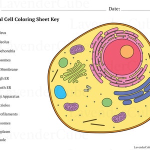 Animal and Plant Cell Coloring Worksheets - Digital Download - 300 DPI ...