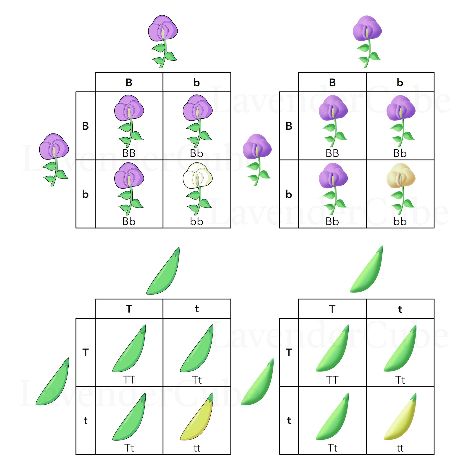 Genetics Diagrams: Mendel's Pea Plant Punnett Squares (digital Download ...