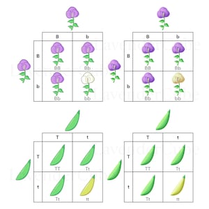 Genetics Diagrams: Mendel's Pea Plant Punnett Squares (digital Download ...