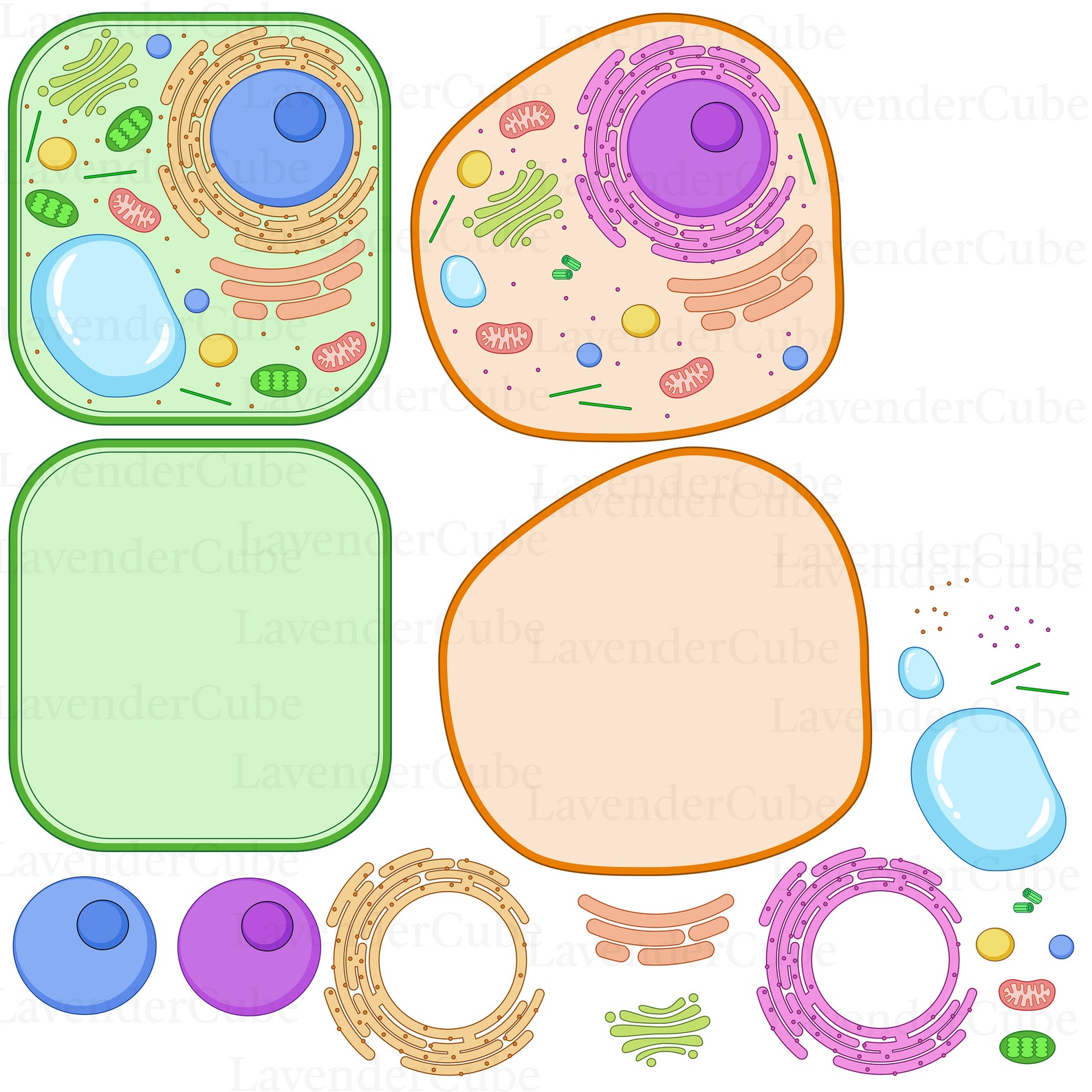 Cell Diagram and Parts of the Cell Clipart - Digital Download - 300 DPI ...