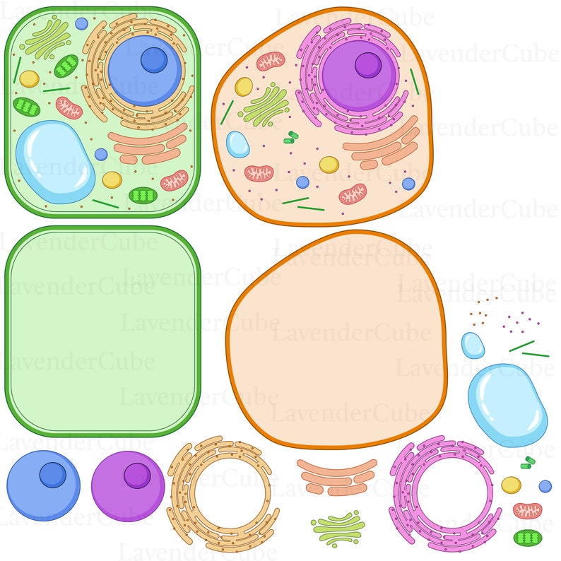 Cell Diagram and Parts of the Cell Clipart - Digital Download - 300 DPI ...