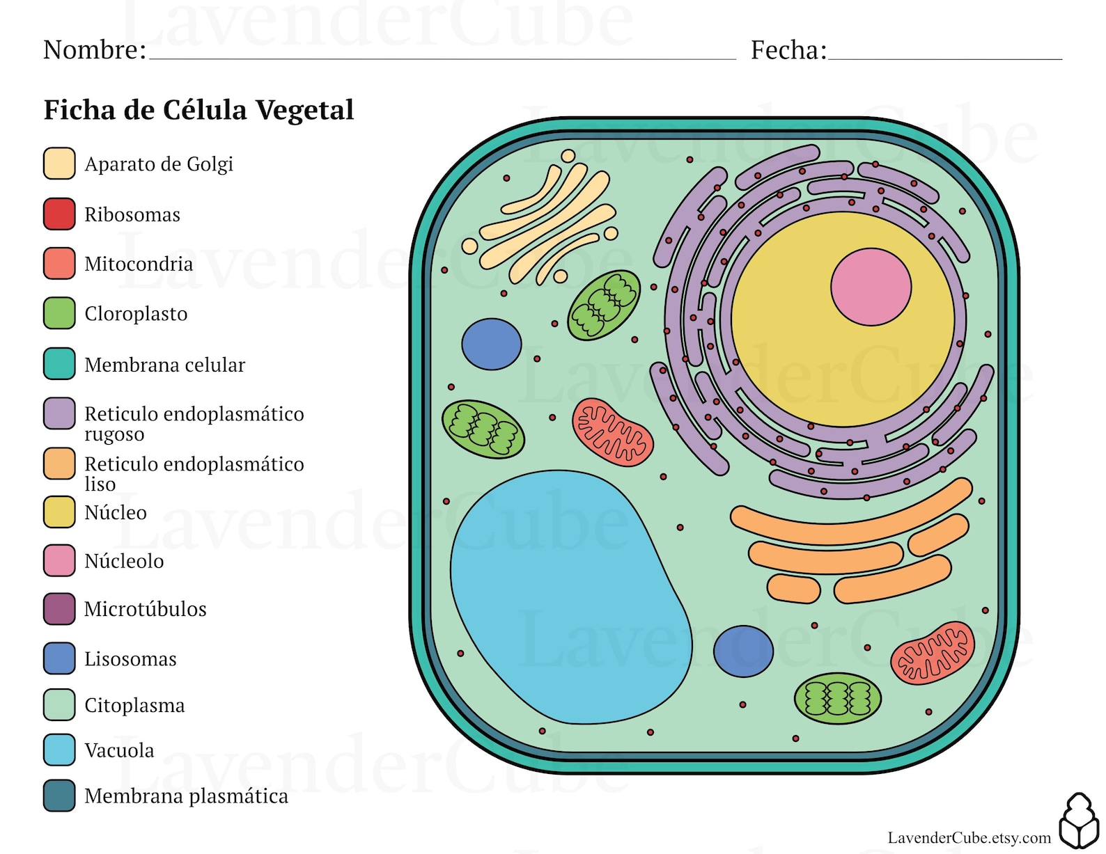 Animal and Plant Cell Coloring Worksheets (spanish Translation ...