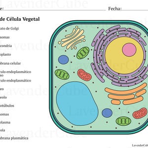 Animal and Plant Cell Coloring Worksheets (spanish Translation ...