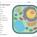 Animal and Plant Cell Coloring Worksheets (spanish Translation ...