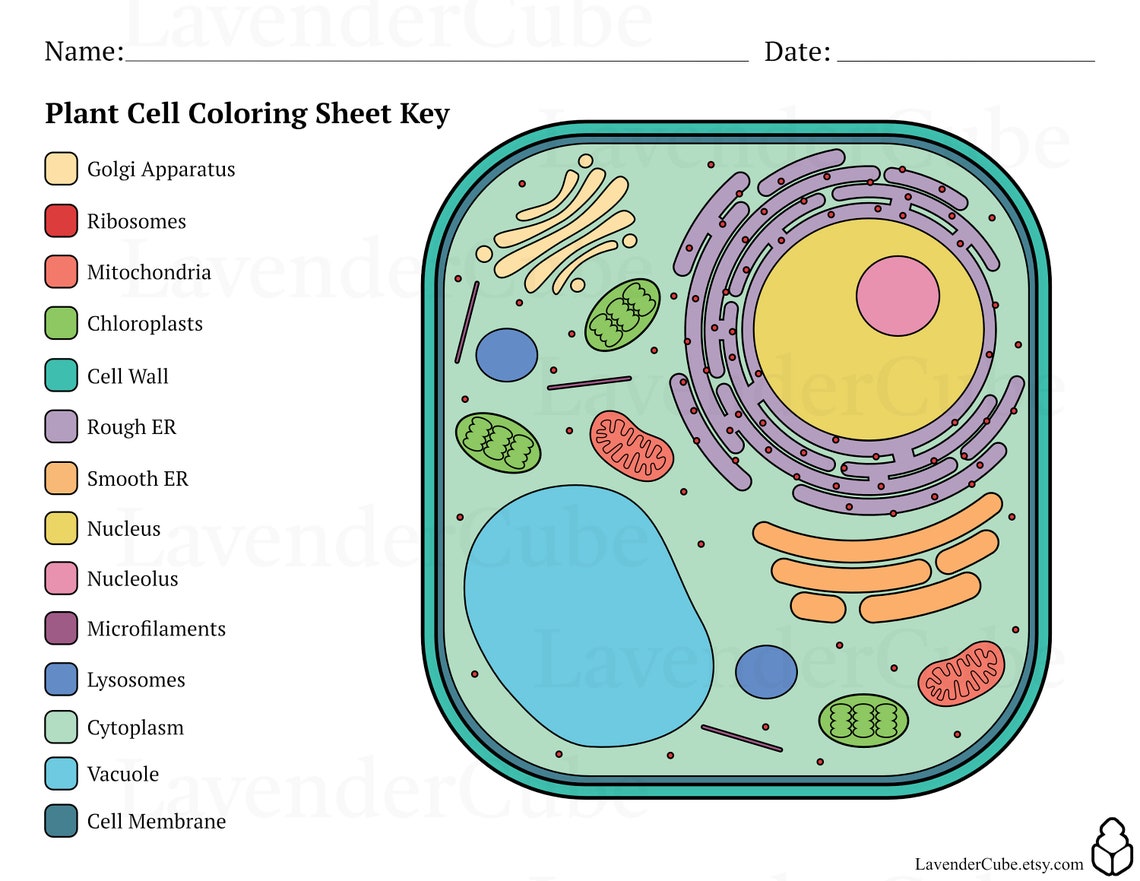 Animal and Plant Cell Coloring Worksheets - Digital Download - 300 DPI ...