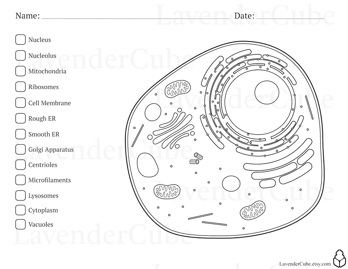 Animal and Plant Cell Coloring Worksheets Digital Download 300 DPI Png ...