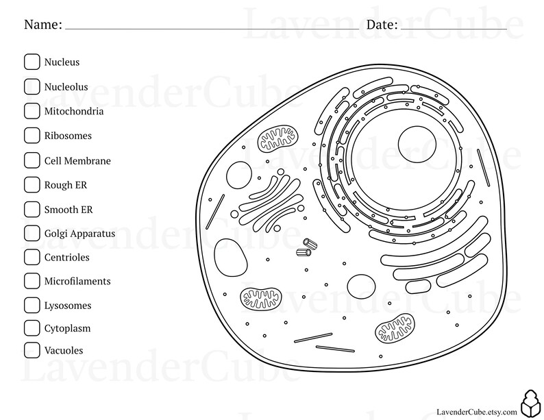 Animal and Plant Cell Coloring Worksheets Digital Download 300 DPI Png ...