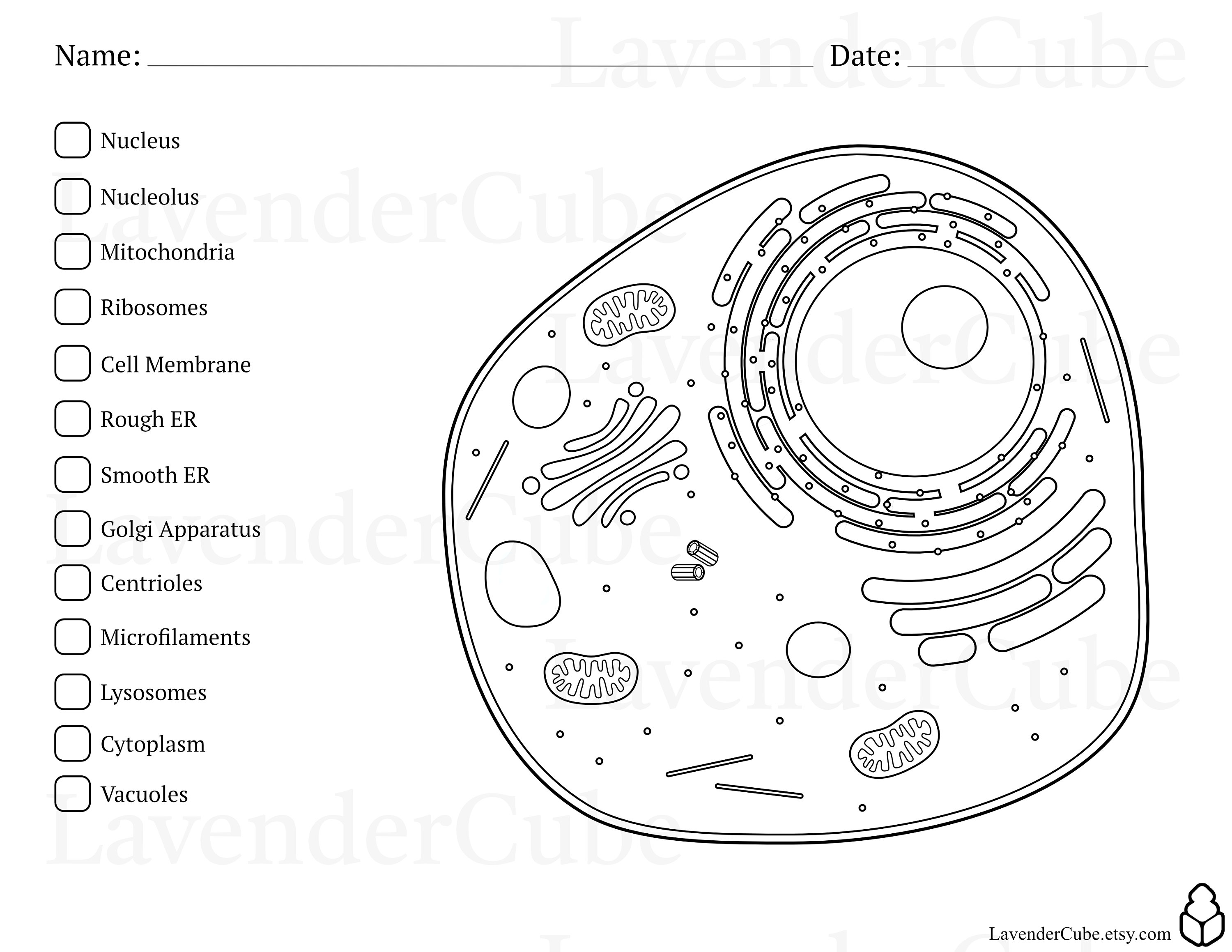 Animal and Plant Cell Coloring Worksheets Digital Download 300 DPI Png ...