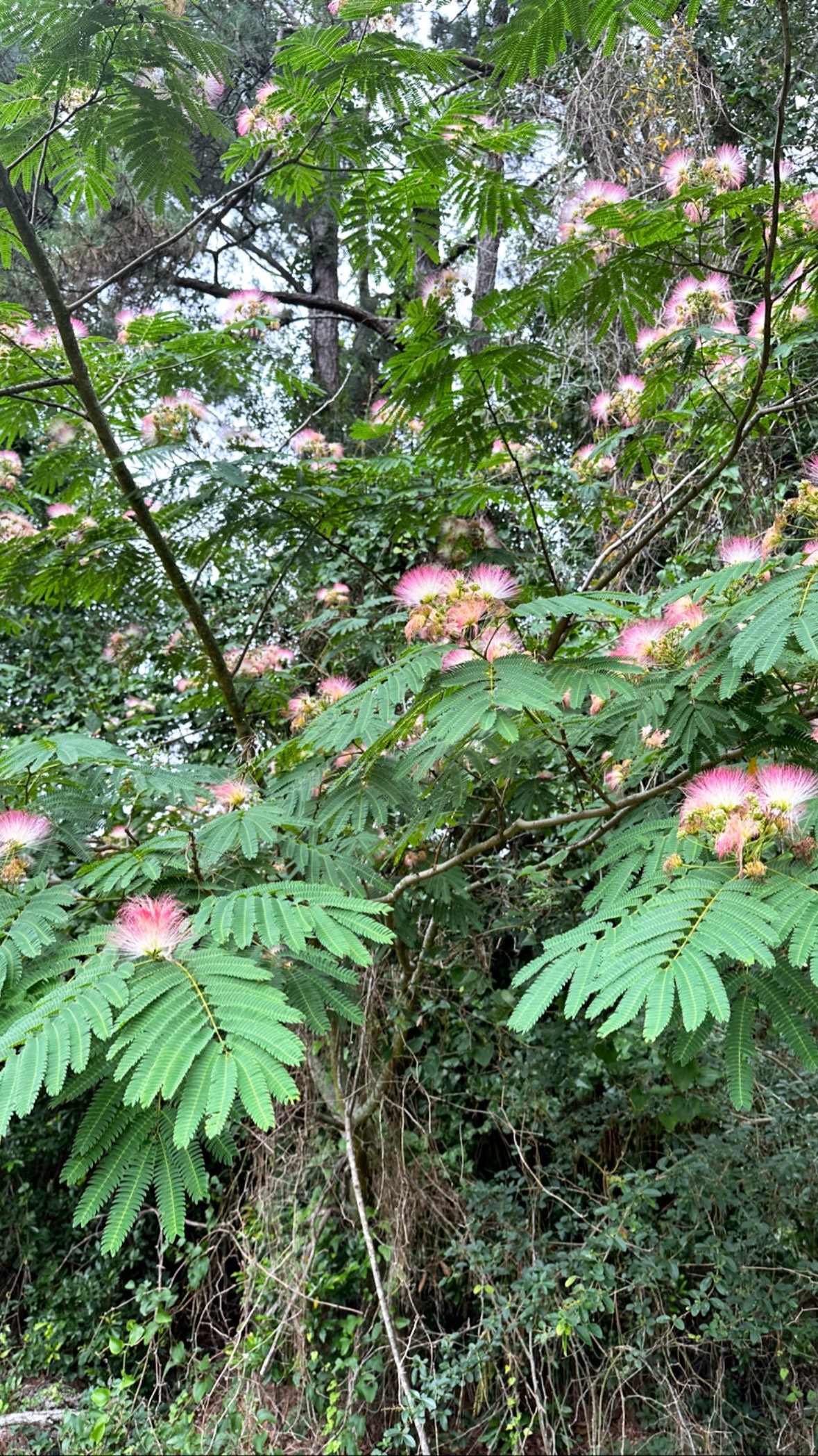 Joy Tree/mimosa Tree Tincture - Etsy