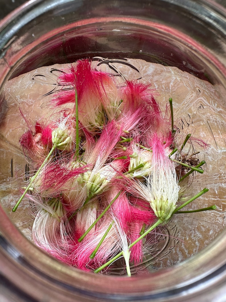 Joy Tree/mimosa Tree Tincture - Etsy