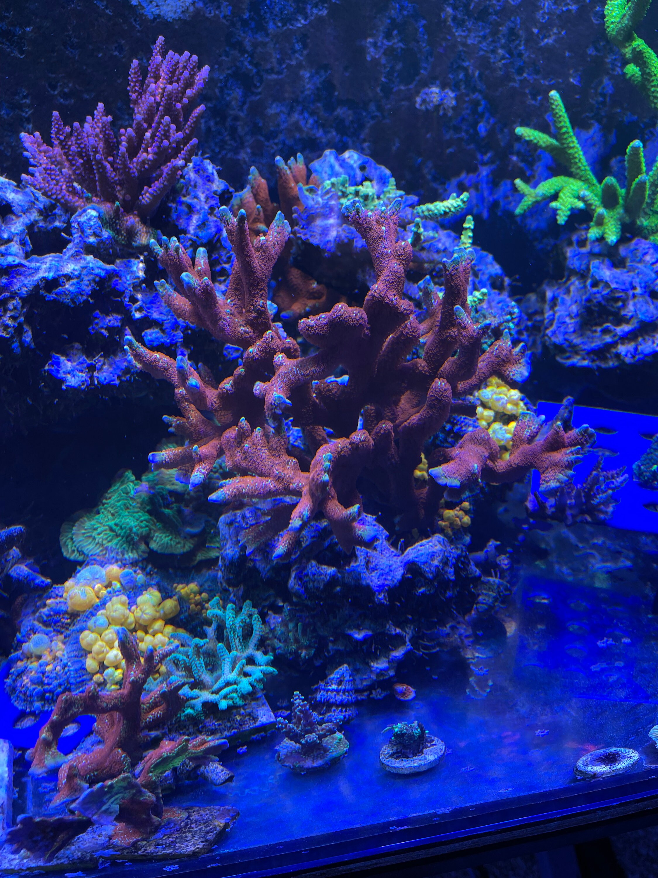 Chasing Corals; Growing Corals ; Alkalinity Basics Guide - Etsy