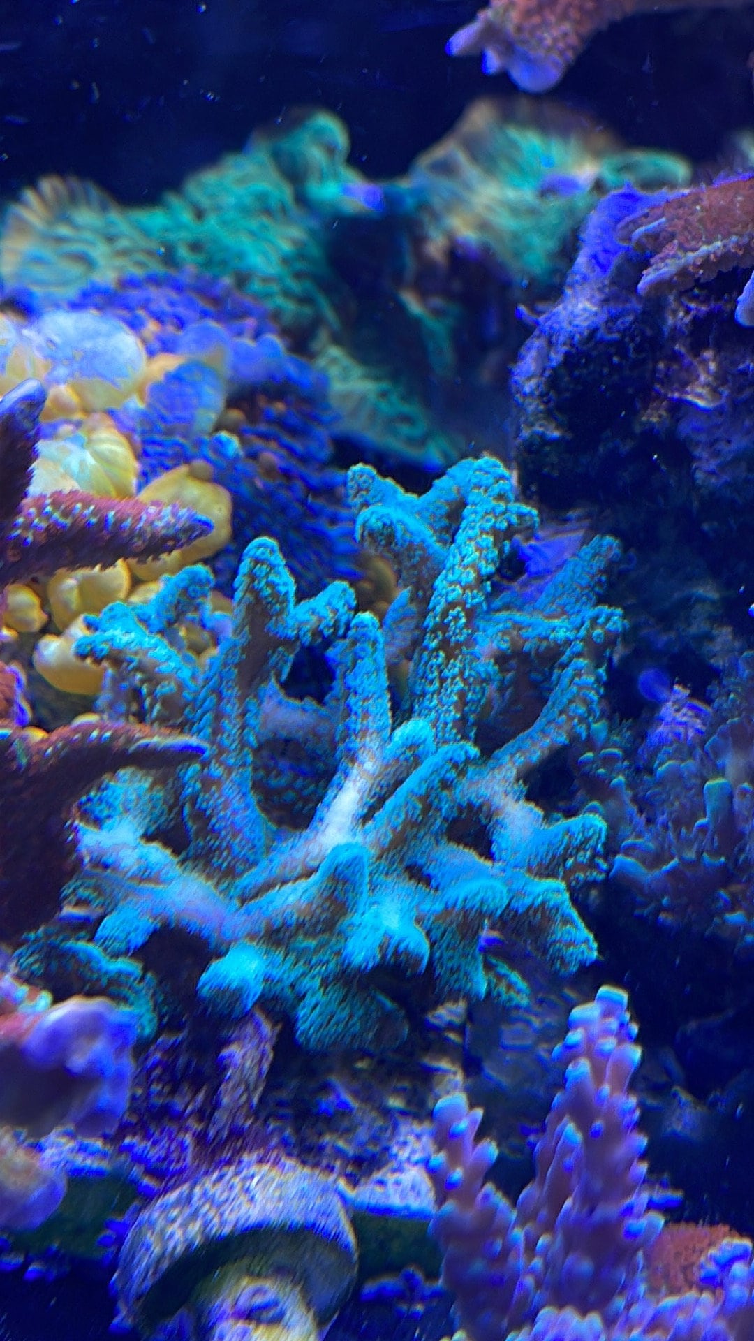 Chasing Corals; Growing Corals ; Alkalinity Basics Guide - Etsy