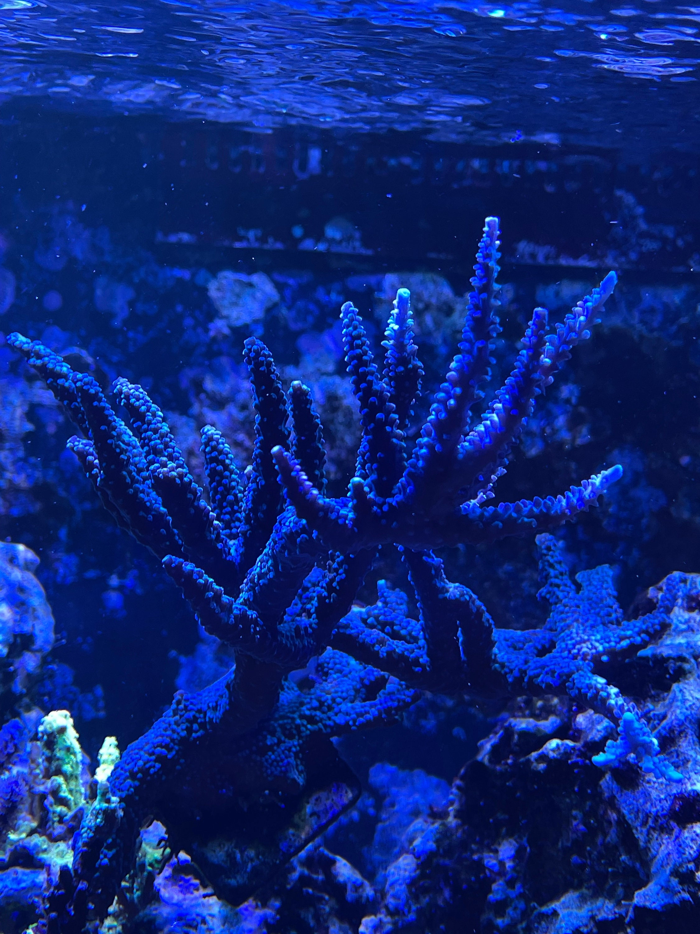 Chasing Corals Growing Corals Alkalinity Basics Guide - Etsy