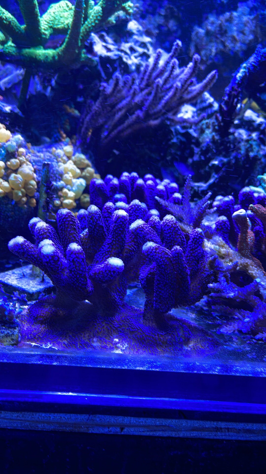 Chasing Corals Growing Corals Alkalinity Basics Guide - Etsy