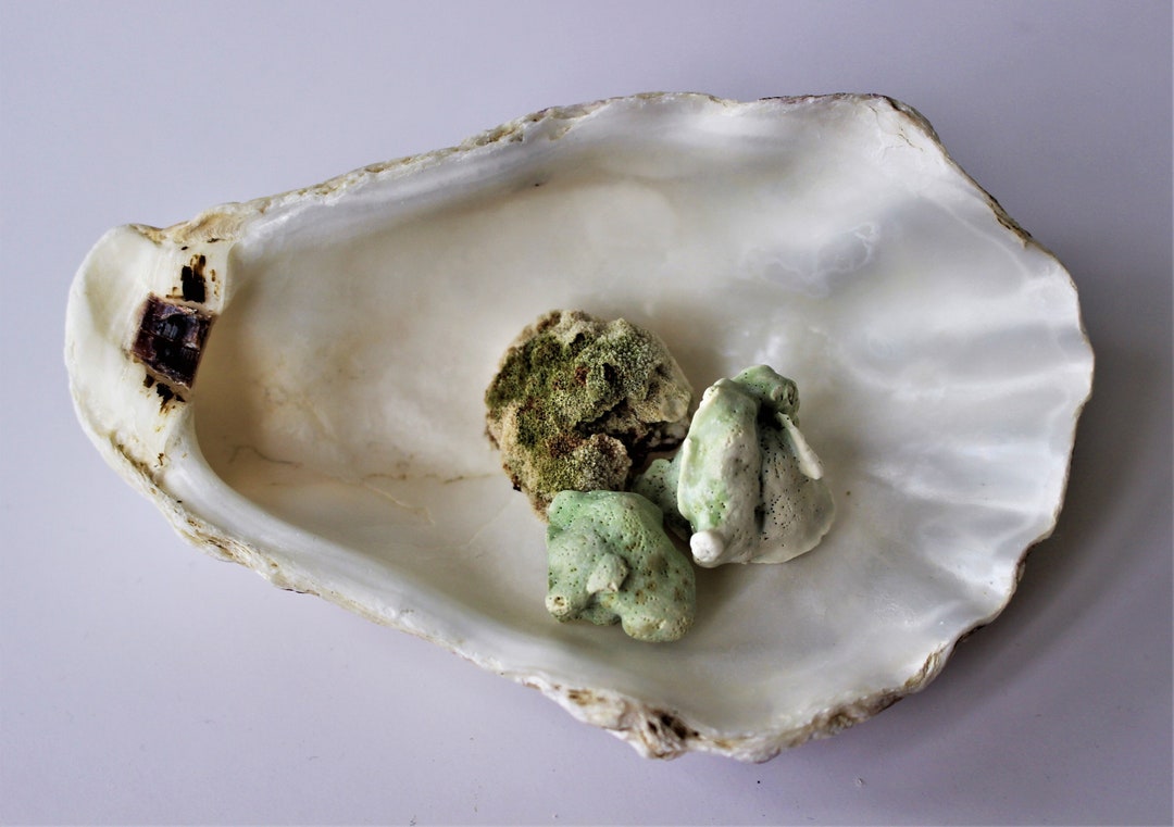 MEDIUM OYSTER SHELL. Bivalves. Sea Shells. Bathroom Decoration - Etsy