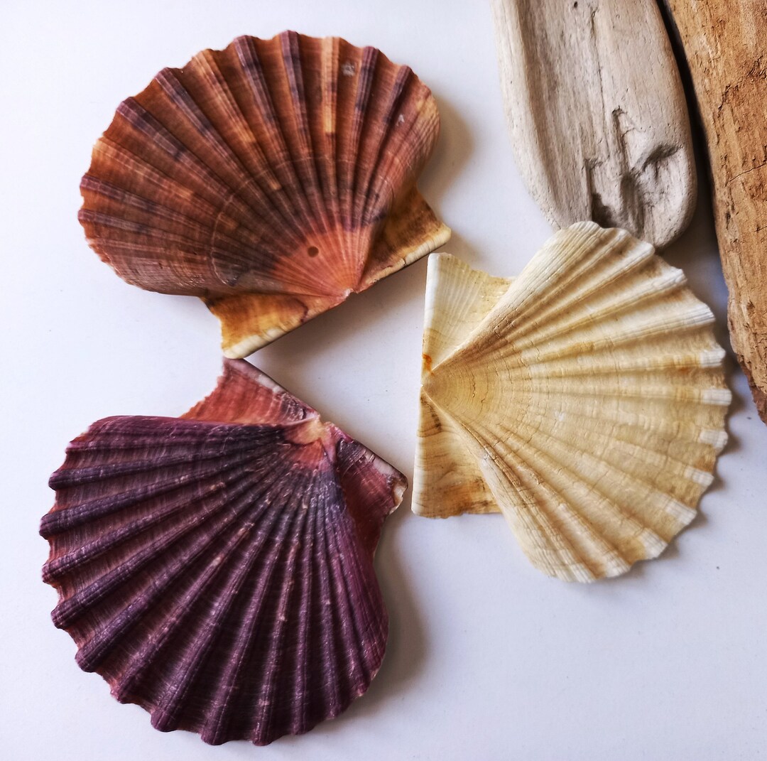 SHELLS From DOWNTOWN Scallop. Pilgrim Shells That Evoke the Sea and ...