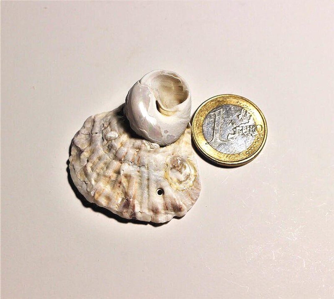 Naturally Bonded Shells: Gibbula Magus and Oyster. Seashells for ...
