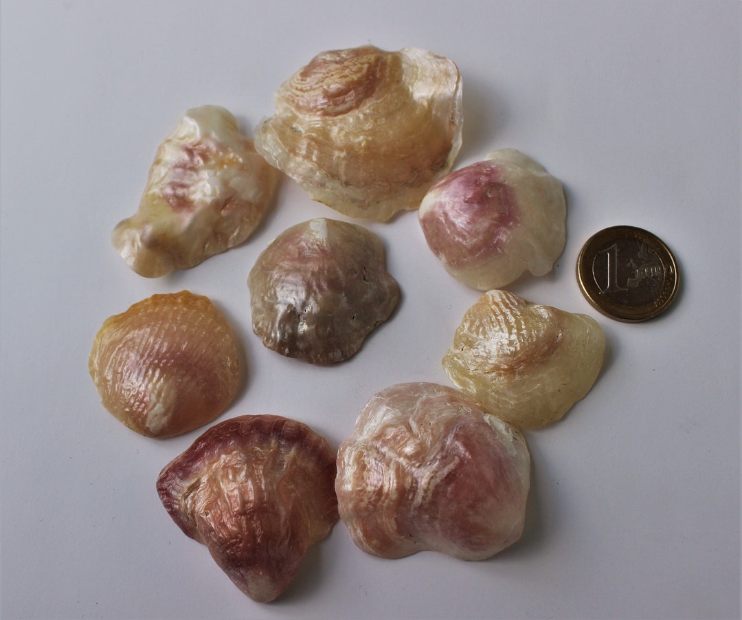 Marine Elegance: to Create JEWELERY Inspired by Mollusks With These 8 ...