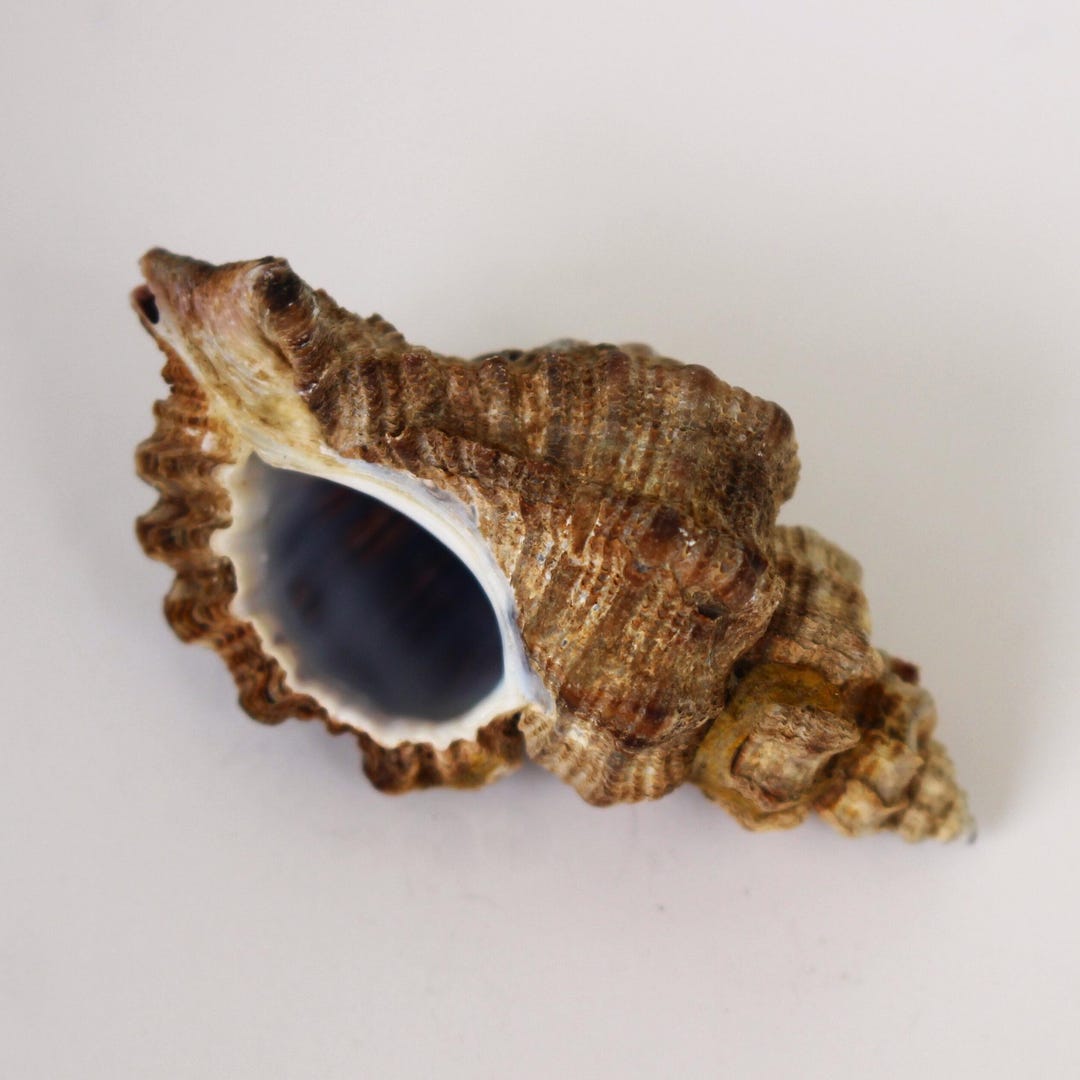 NATURAL SEA SHELLS. Ocenebra Erinaceus. to Decorate Your Home With a ...