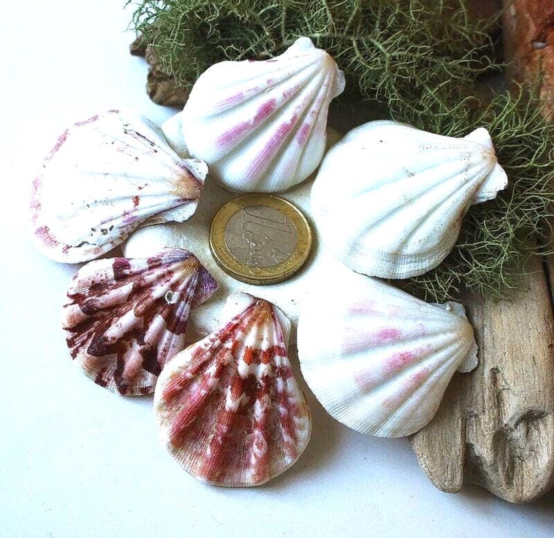 Plica Scallop Shell: "decatopecten Plica" Seashells. Treasures of the ...