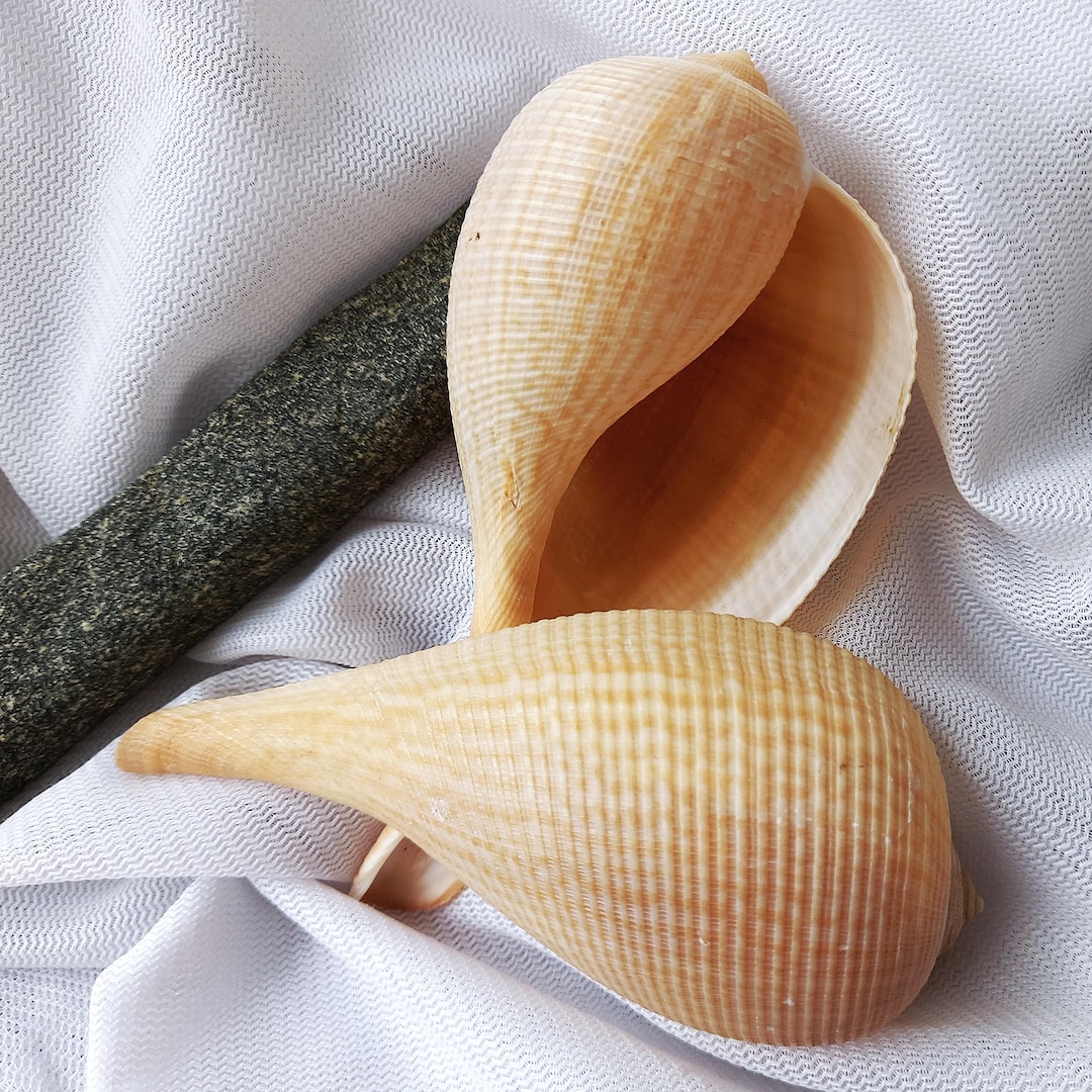 SEA FIG SHELLS: "ficus Gracilis" Snail. Authentic Natural Seashells for ...