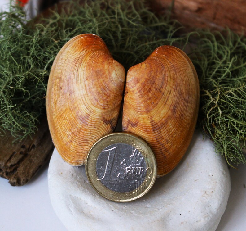 JAPANESE CLAM SHELLS: Seashells of Bivalve Mollusks With Beautiful ...