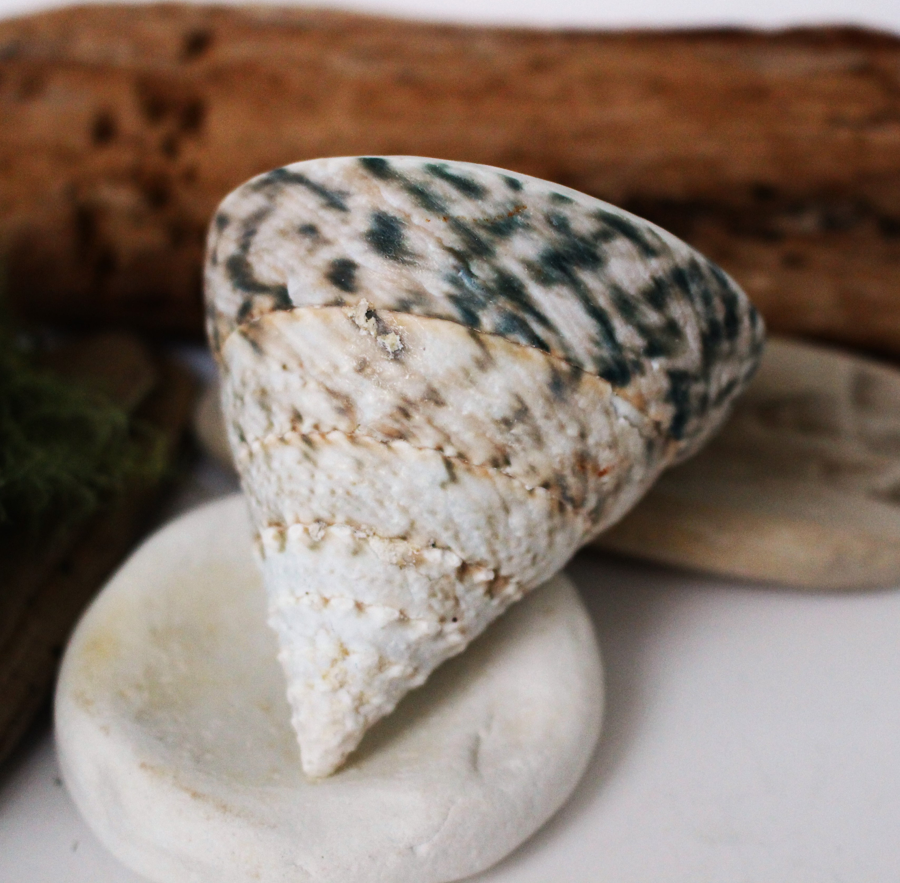 Tectus Pyramid Shell. Seashell. Green Shell. Treasures of the Sea. Home ...