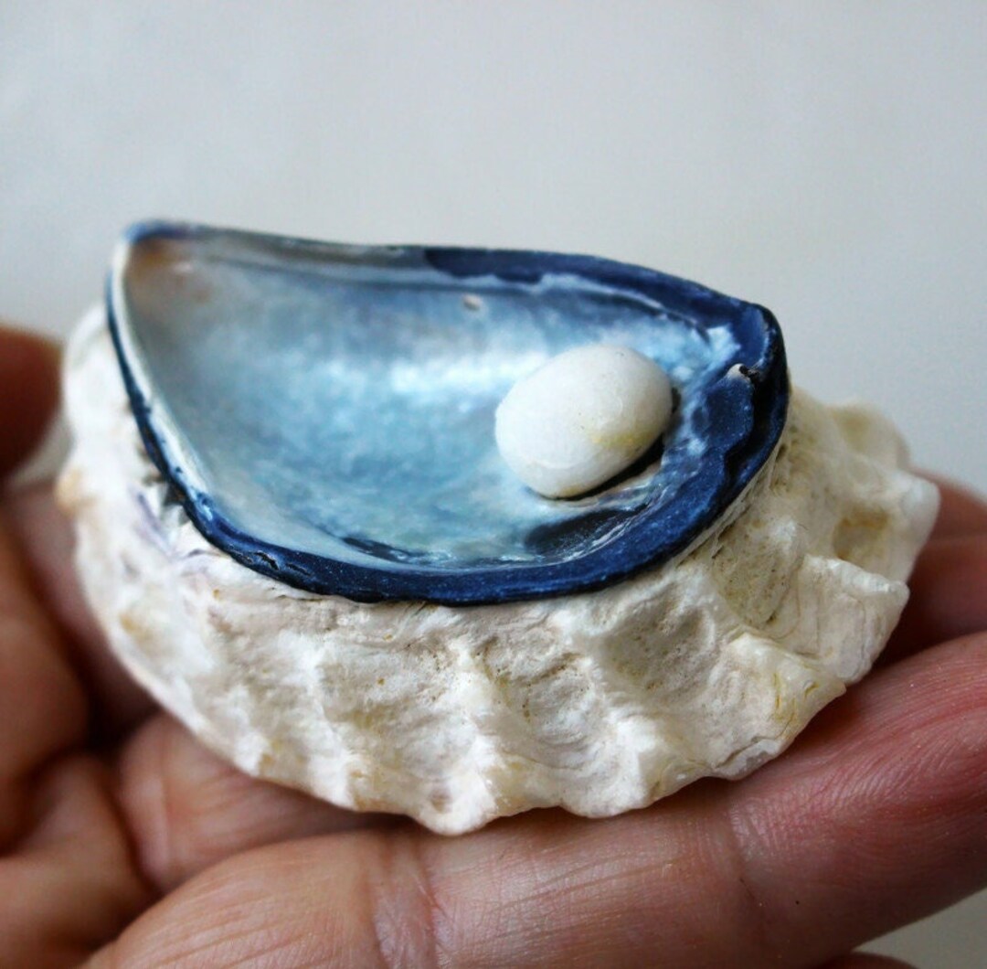 NATURALLY STUCK SHELLS: Oyster and Mussel With White Quartz. Seashells ...