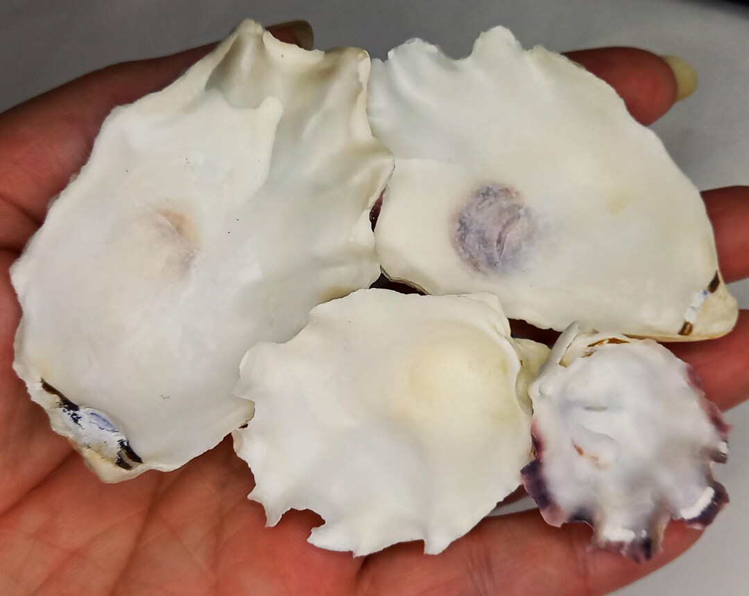 Marine Delicacies: Small Bright White OYSTER SHELLS. Natural Wavy ...