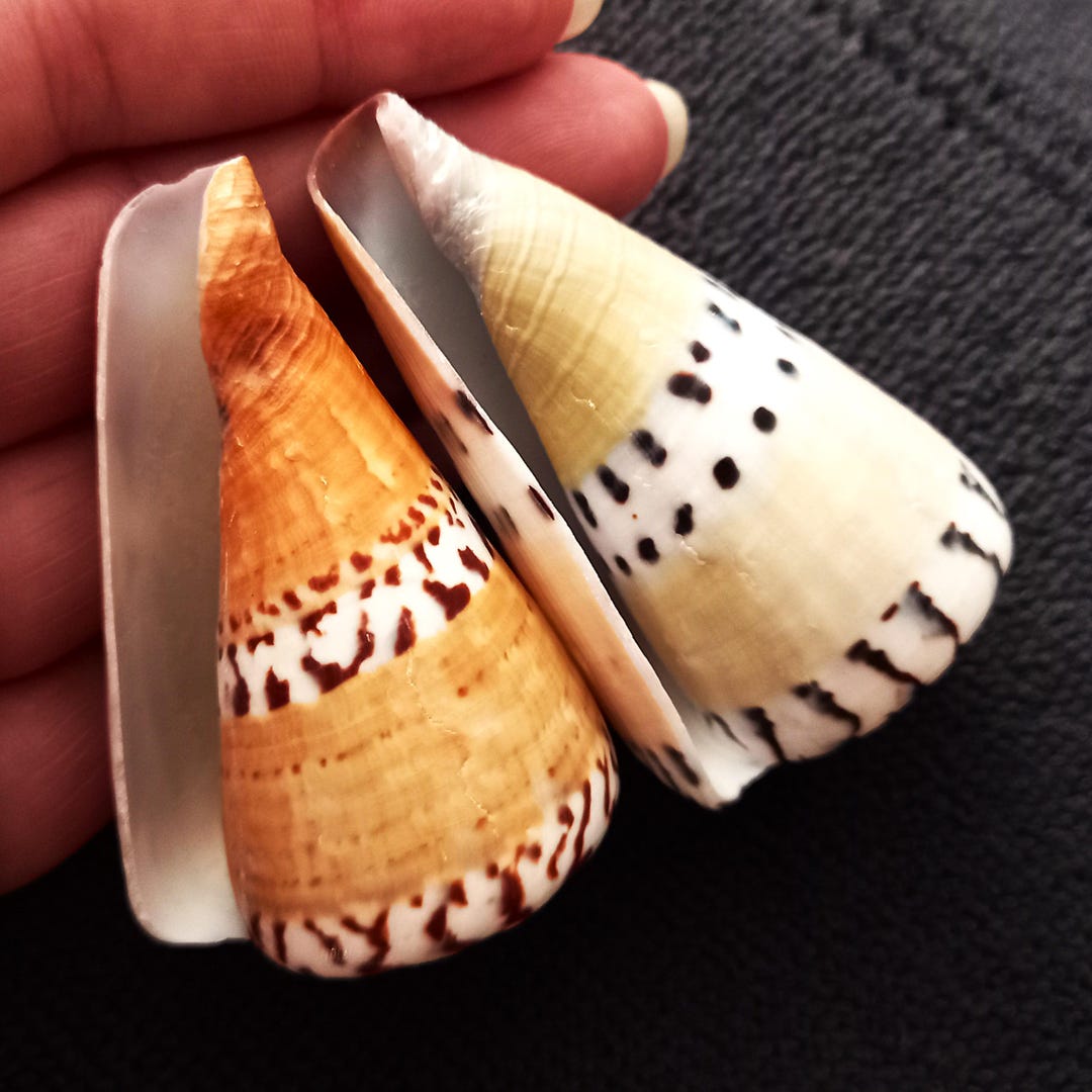 MUTANT CONE: Marine Shells of "conus Mustelinus". Gifts From Nature to ...