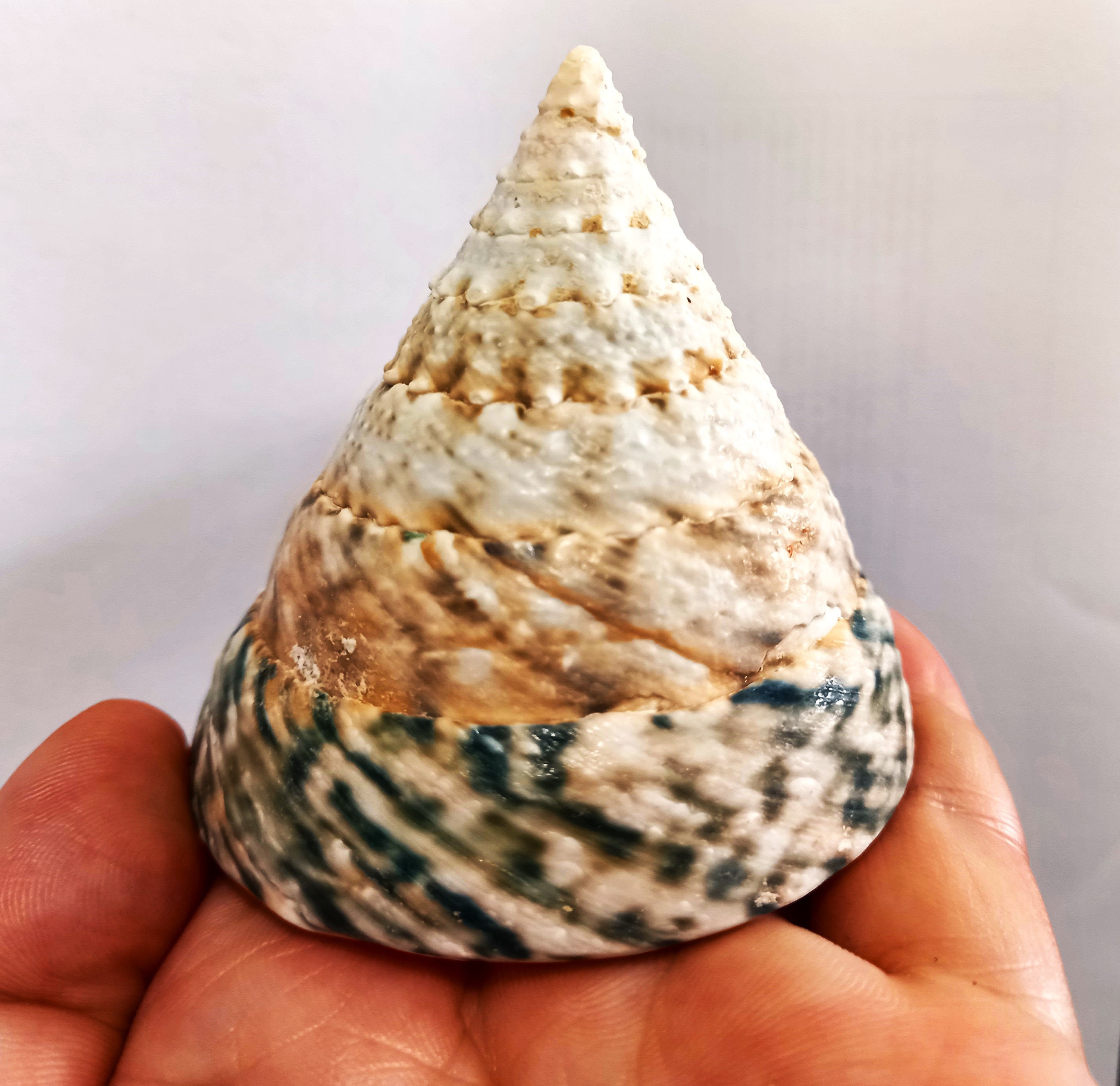 TECTUS PYRAMID SHELL. Seashell. Green Shell. Treasures of the - Etsy