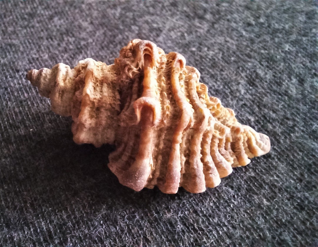 SEA SHELLS. Ocenebra Erinaceus. Seashells, Authentic Treasures of the ...