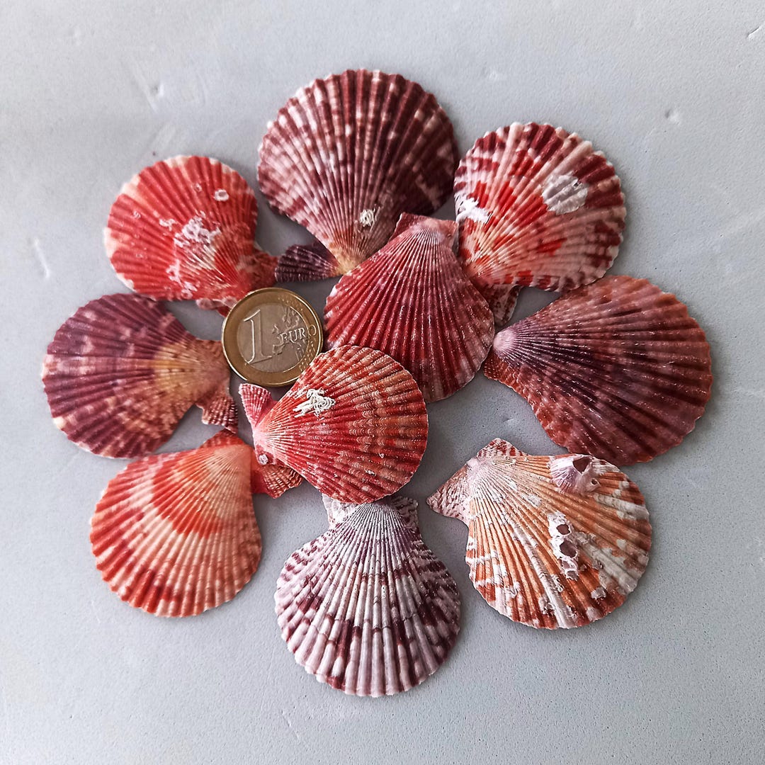 Natural Colorful Scallops: Beautiful Speckled Shells. Treasures of the ...