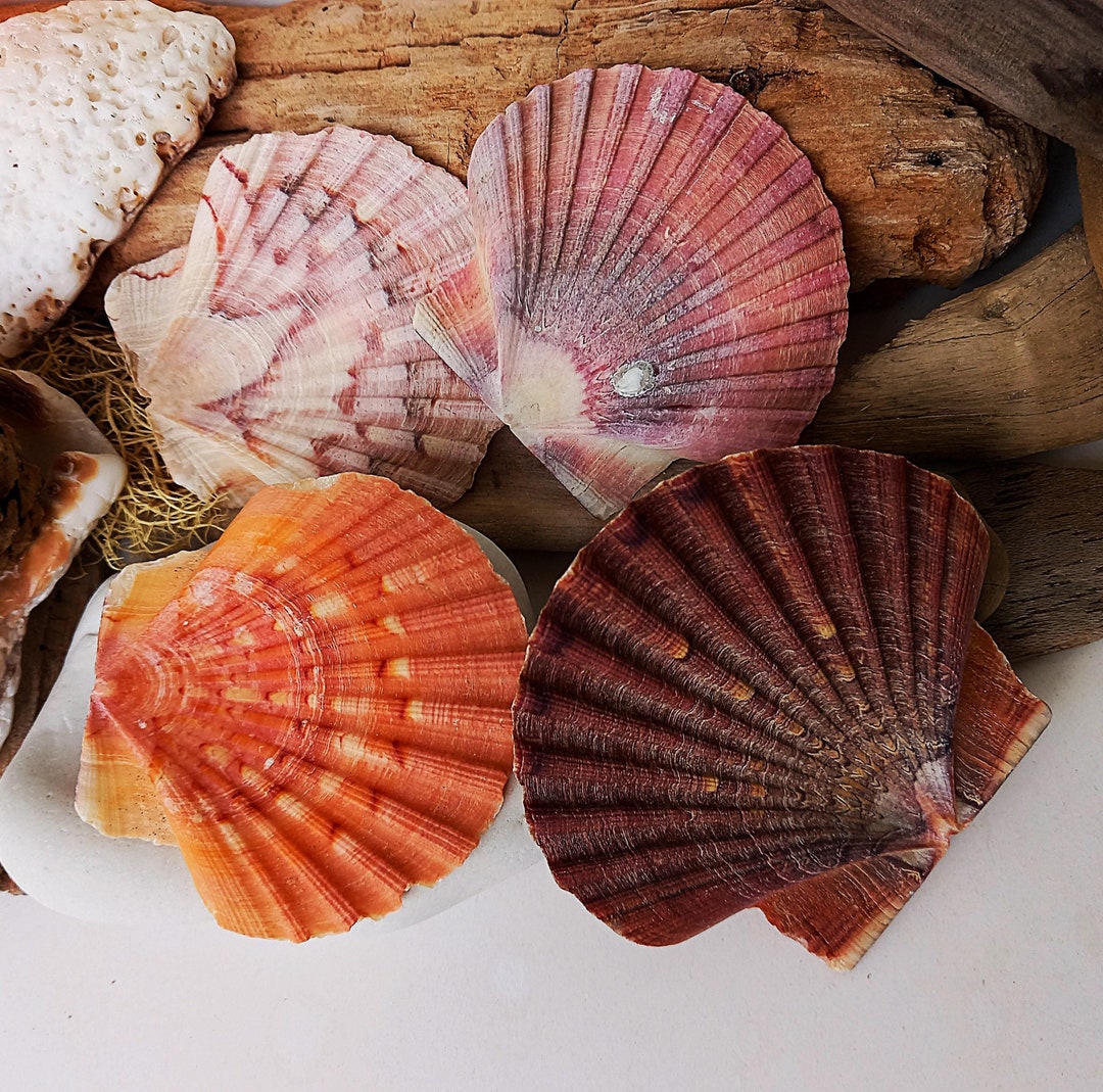 4 SEA FANS: Flat Scallop Shells for Decoration, Collection or Gift ...