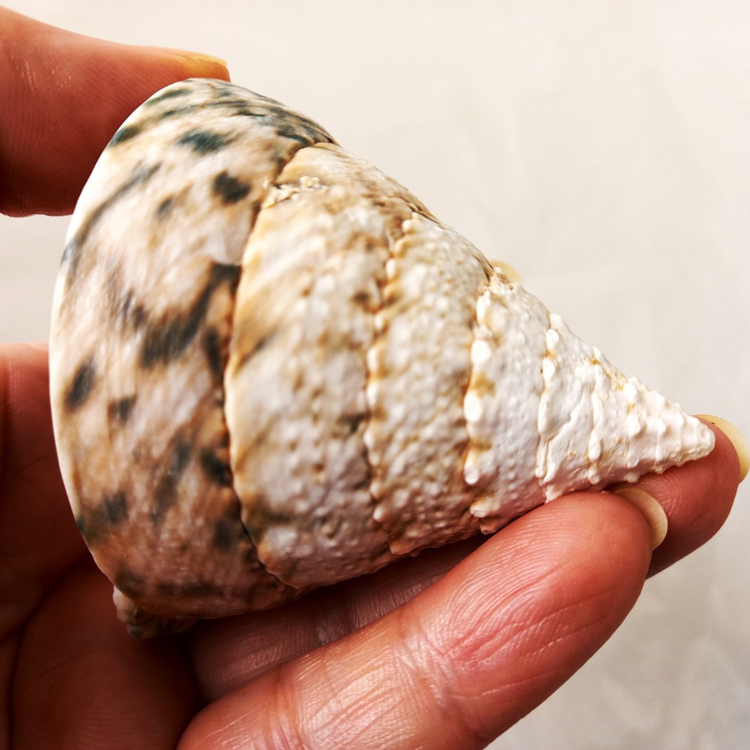 TECTUS PYRAMID SHELL. Seashell. Green Shell. Treasures of the - Etsy