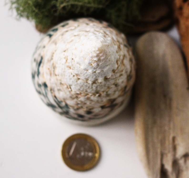 Tectus Pyramid Shell. Seashell. Green Shell. Treasures of the Sea. Home ...