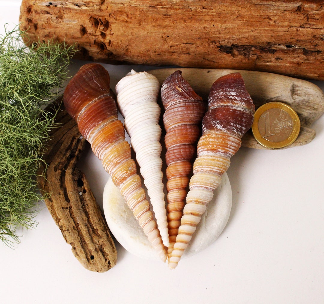 NATURAL SEA SHELLS. Turritella Terebra. Seashells. Treasures of the Sea ...
