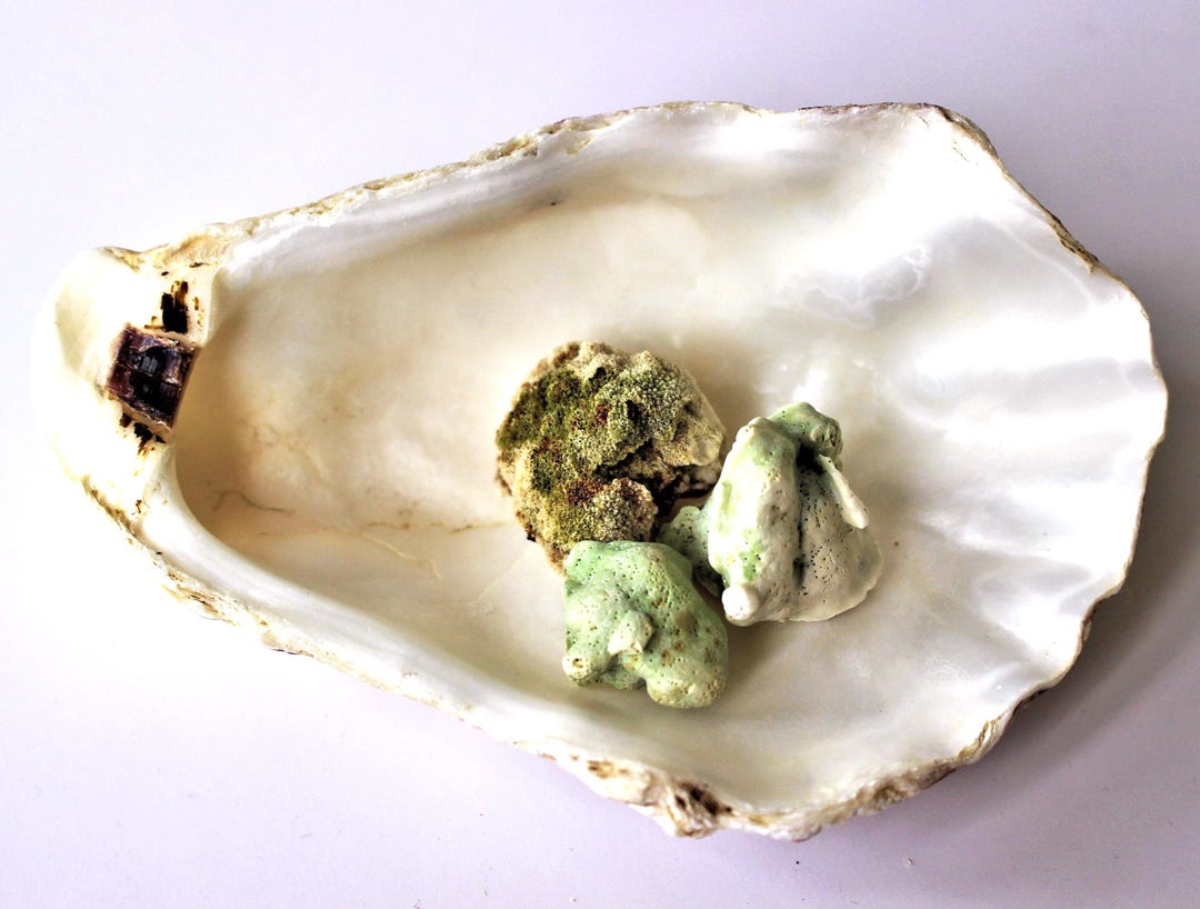 Medium Oyster Shell: Seashells for Home Decor. Treasures From the Sea ...