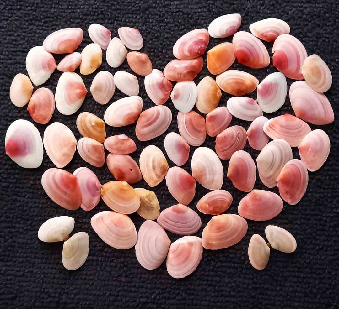 BEAUTIFUL PINK COQUINAS: Naturally Beautiful Pink coquina Clam Shells ...