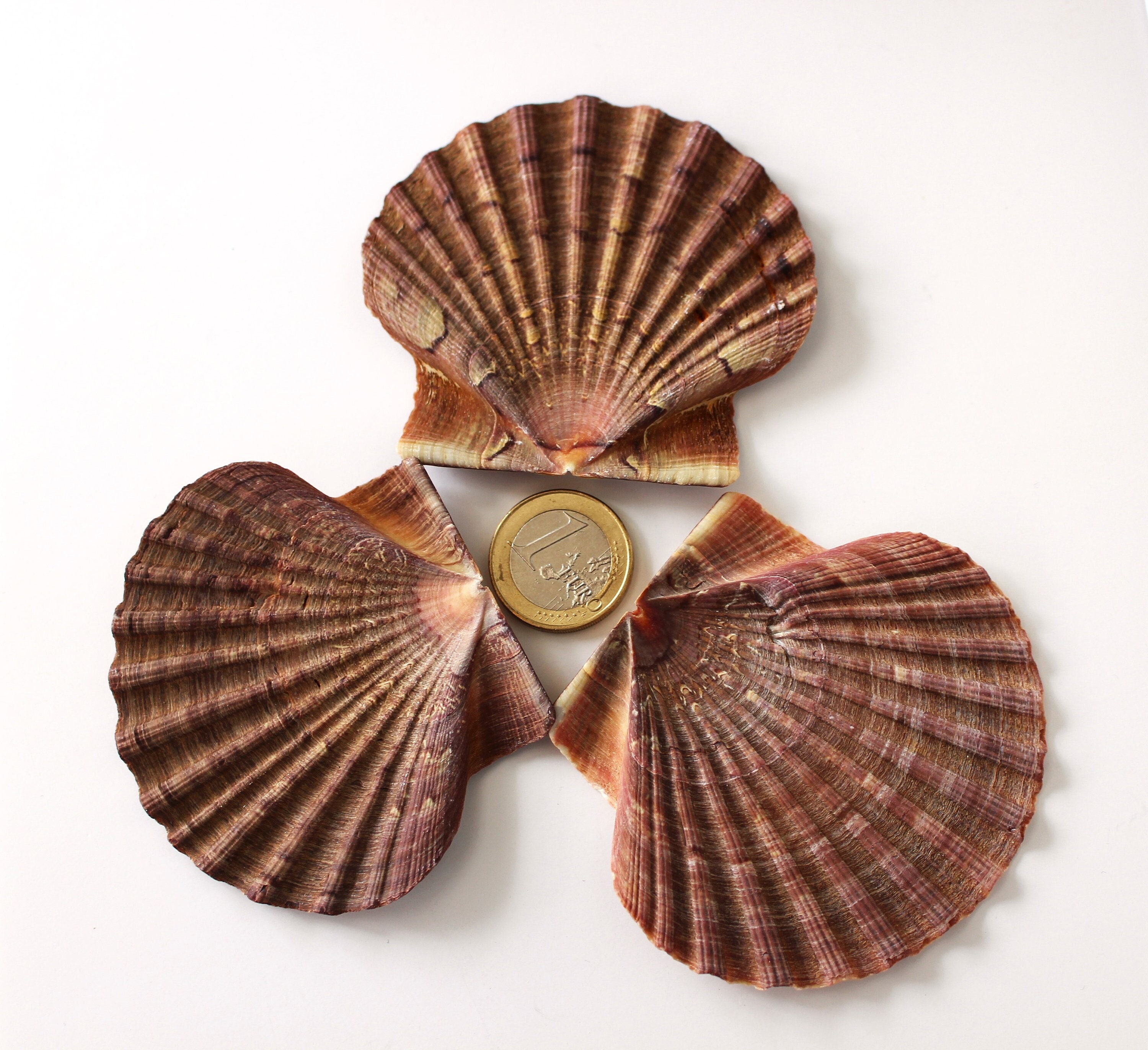 SHELLS From DOWNTOWN Scallop. Bivalves. Pilgrim Shells. - Etsy