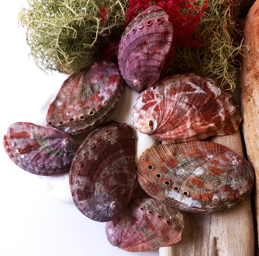 ABALON SHELLS: Also Known as Sea Ears. Their Colorful Patterns and ...