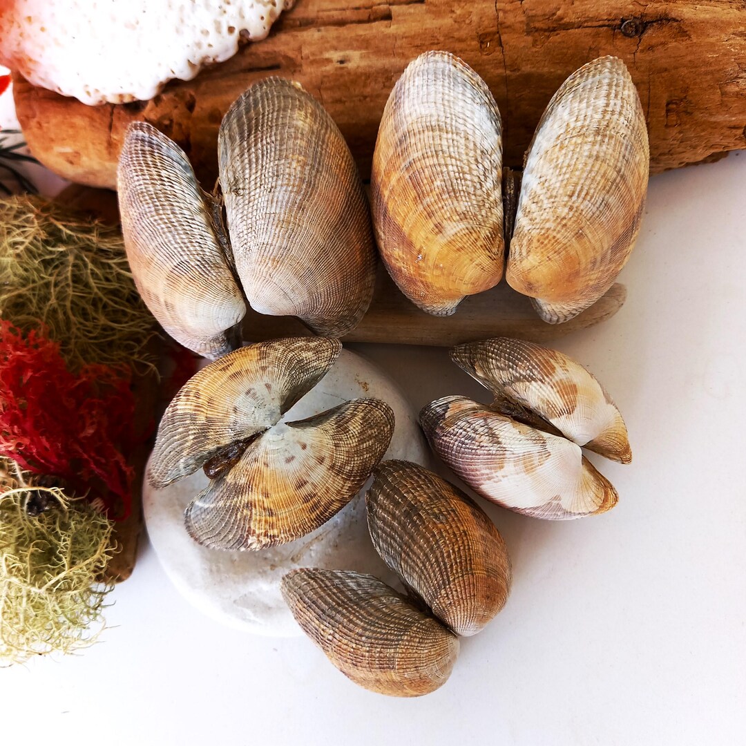 JAPANESE CLAM SHELLS: Seashells of Bivalve Mollusks With Beautiful ...