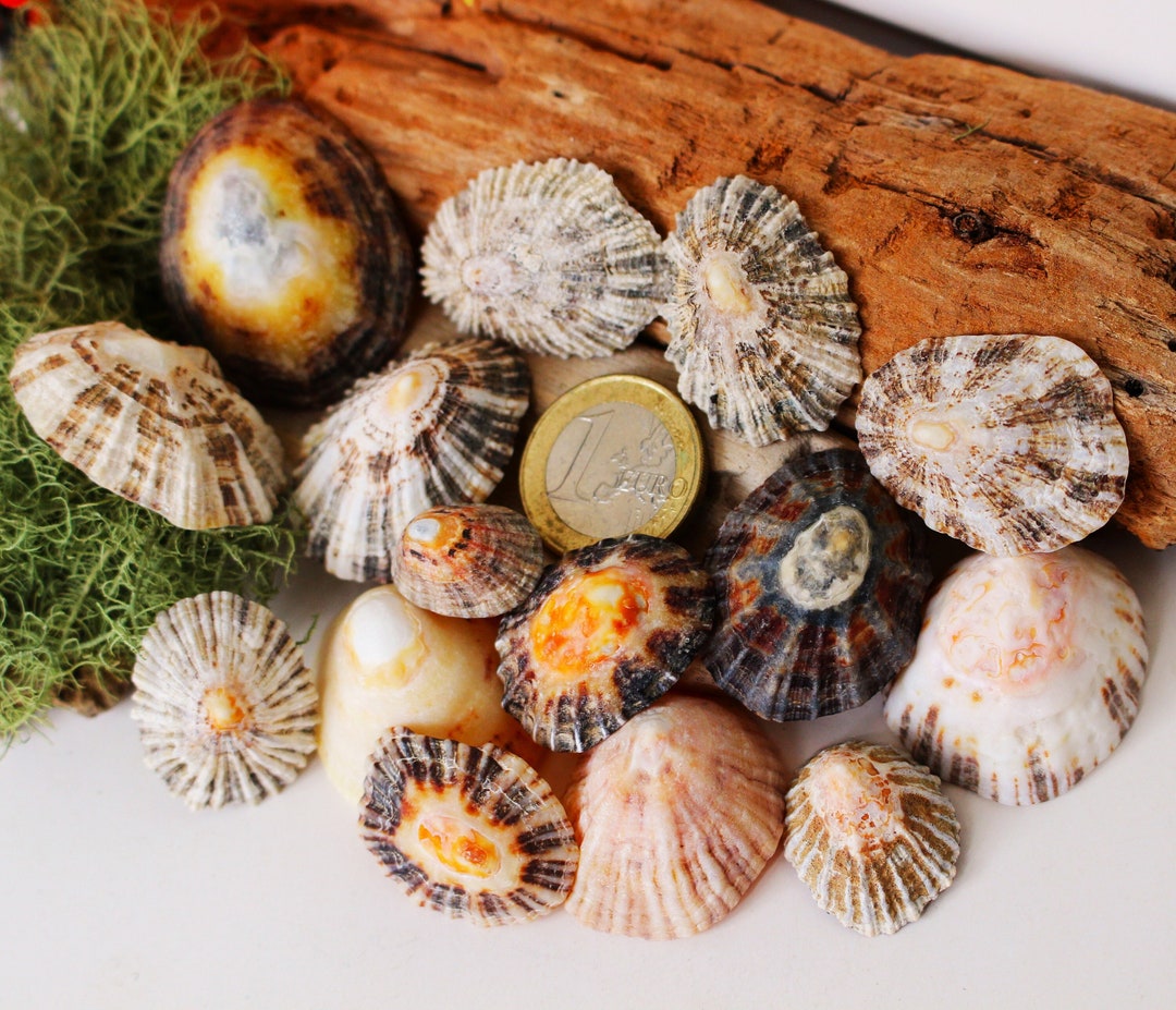 Beautiful LIMPET SHELLS - Imagine the Sea as It Washes Over the Rocks ...